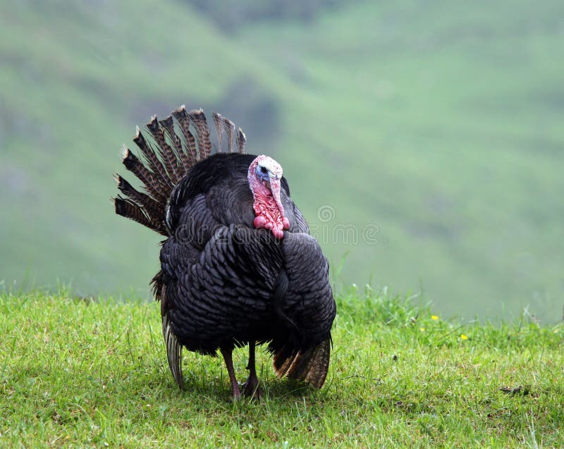 Wild Turkey stock image. Image of gobbler, feather, standing - 3620111