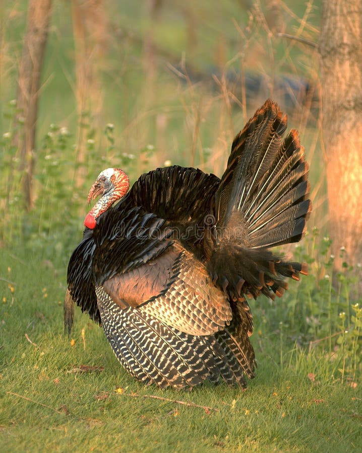 Wild Turkey 6 stock image. Image of male, mating, wildlife - 744501