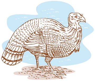 Wild Turkey Drawing Stock Illustrations – 1,684 Wild Turkey Drawing ...