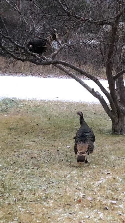 Wild turkey antics stock video. Video of climb, fruit - 351097181