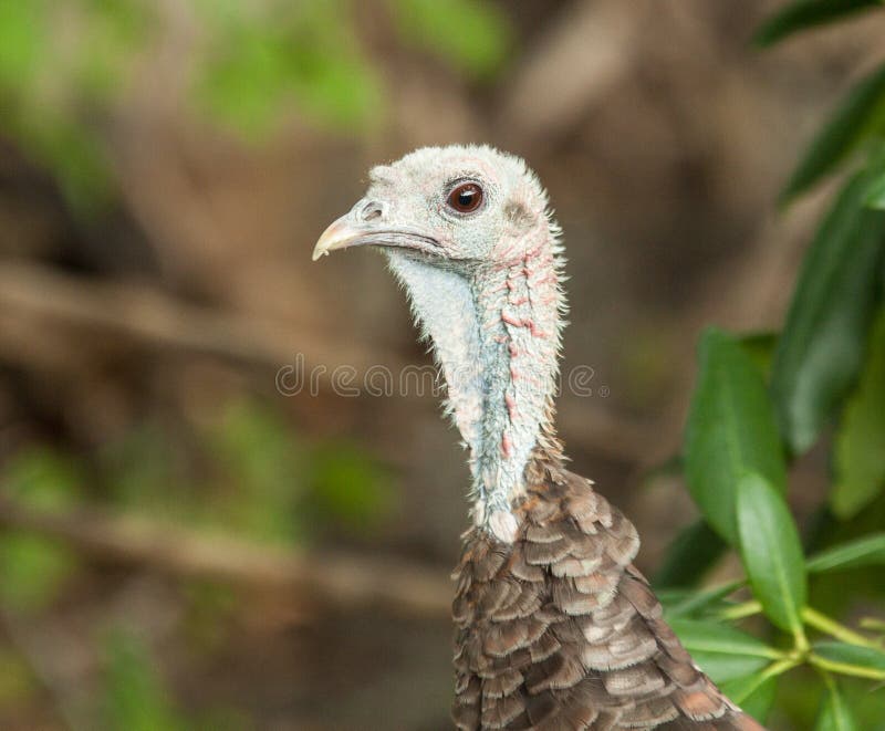 Wild Turkey Baby stock photo. Image of turkey, wild - 114320260