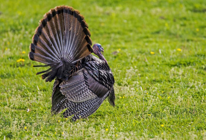 Wild Turkey in Breeding Display Strutting through Green Grass. Stock ...