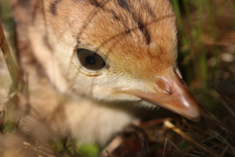 Wild Turkey chick stock image. Image of small, chick - 14968879