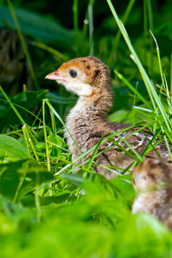 Wild Turkey Chick stock image. Image of gobble, baby - 25278727