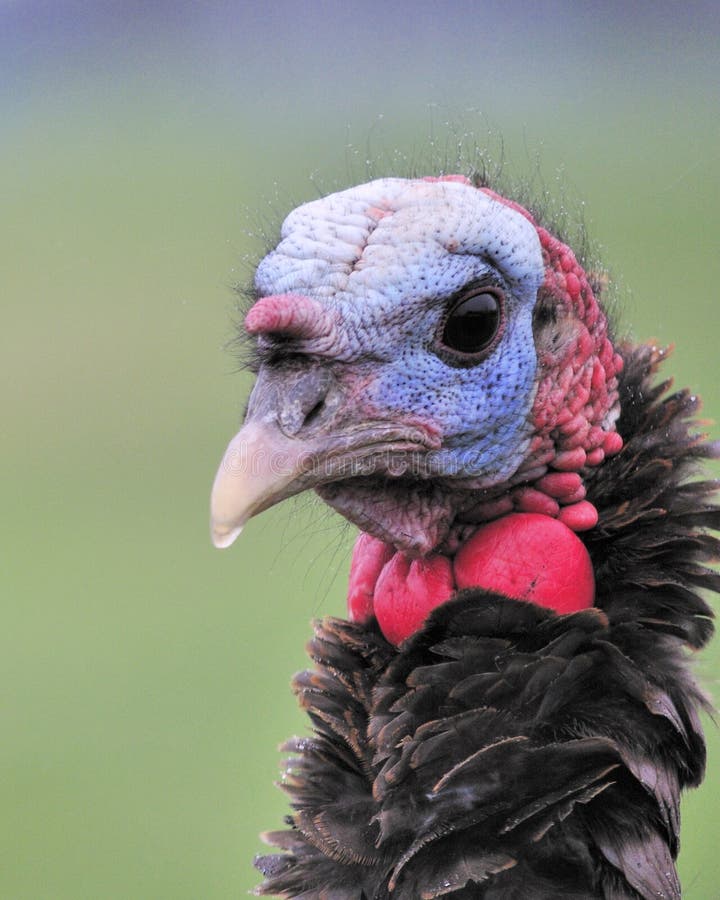 Wild Turkey Close-up stock image. Image of wild, poultry - 13913903