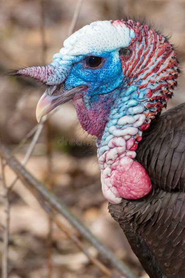 Wild Turkey 1 stock photo. Image of wild, pecking, drake - 127634