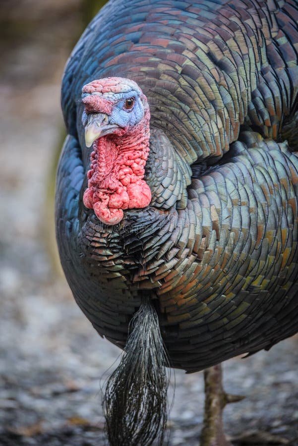 Wild Turkey stock image. Image of meleagris, male, beard - 83159345