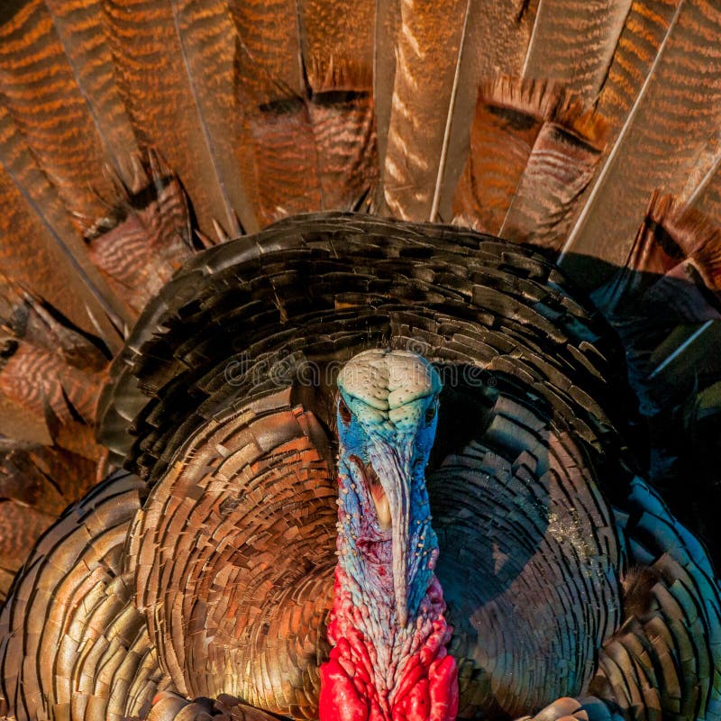 Wild Turkey Closeup stock image. Image of watching, audubon - 40955709