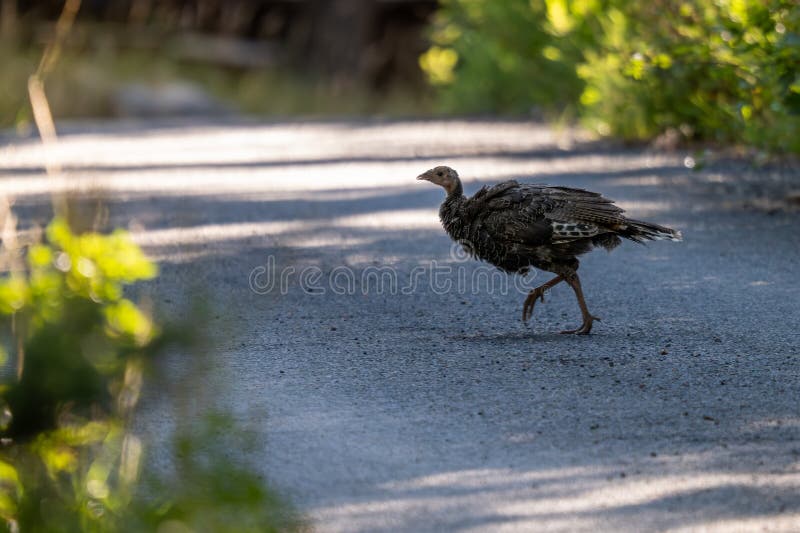 A Wild Turkey Crossing a Road Stock Image - Image of beak, quintana ...