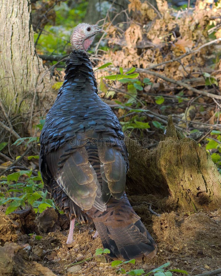 Wild turkey stock photo. Image of beak, ontario, wild - 196911994