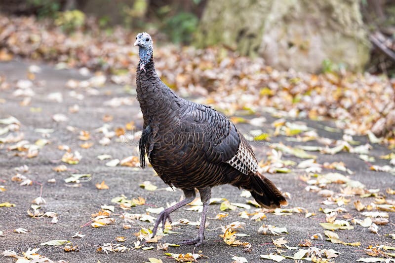 Wild Turkey in Fall Colors stock image. Image of autumn - 49974903