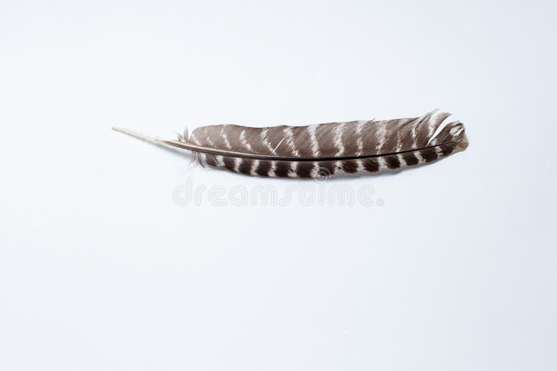 Wild Turkey Feather Against White Background Stock Image - Image of ...