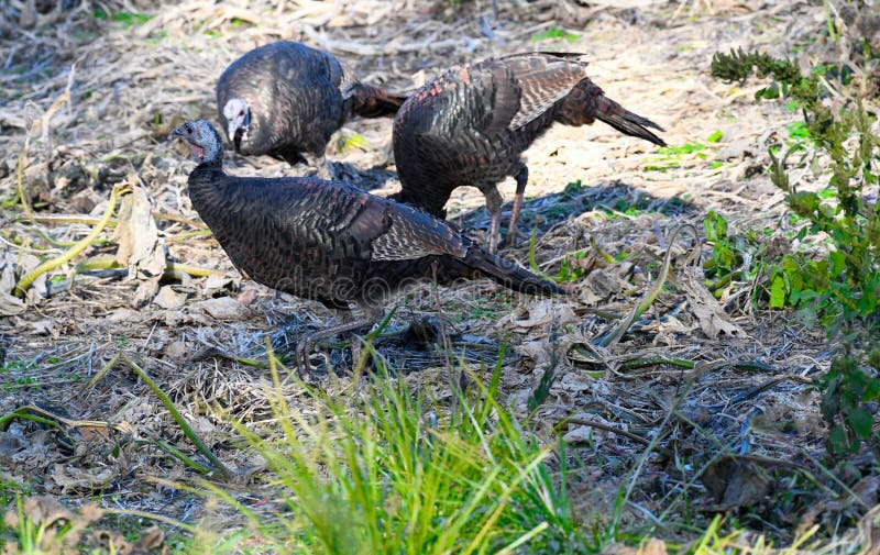 Wild Turkey in Field Grazing Stock Image - Image of fowl, grazing ...