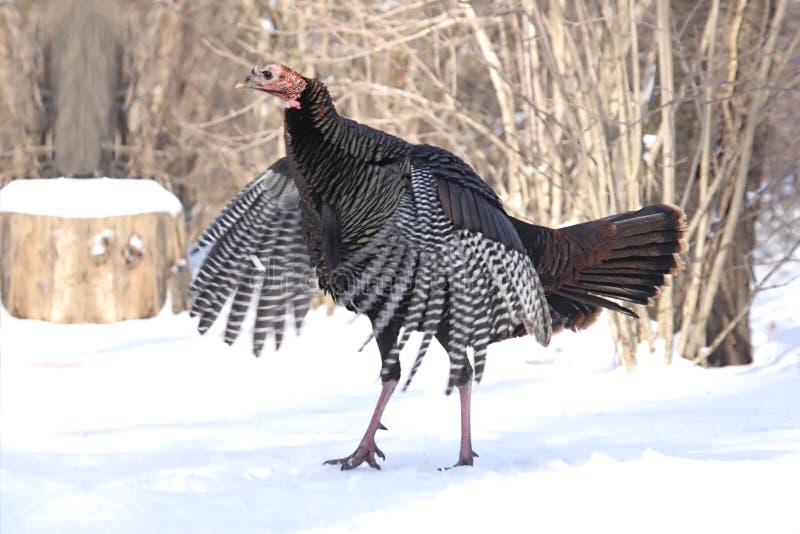 Wild turkey stock photo. Image of animals, conservancy - 1279138