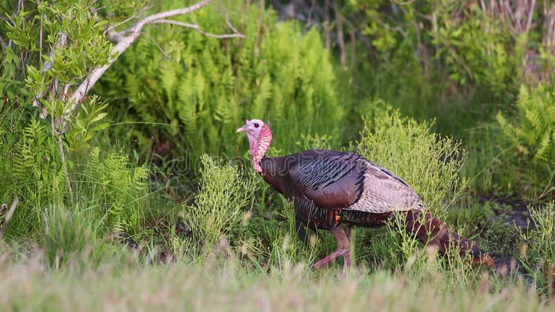 Wild Turkey Foraging at Assateague Island Stock Video - Video of ...