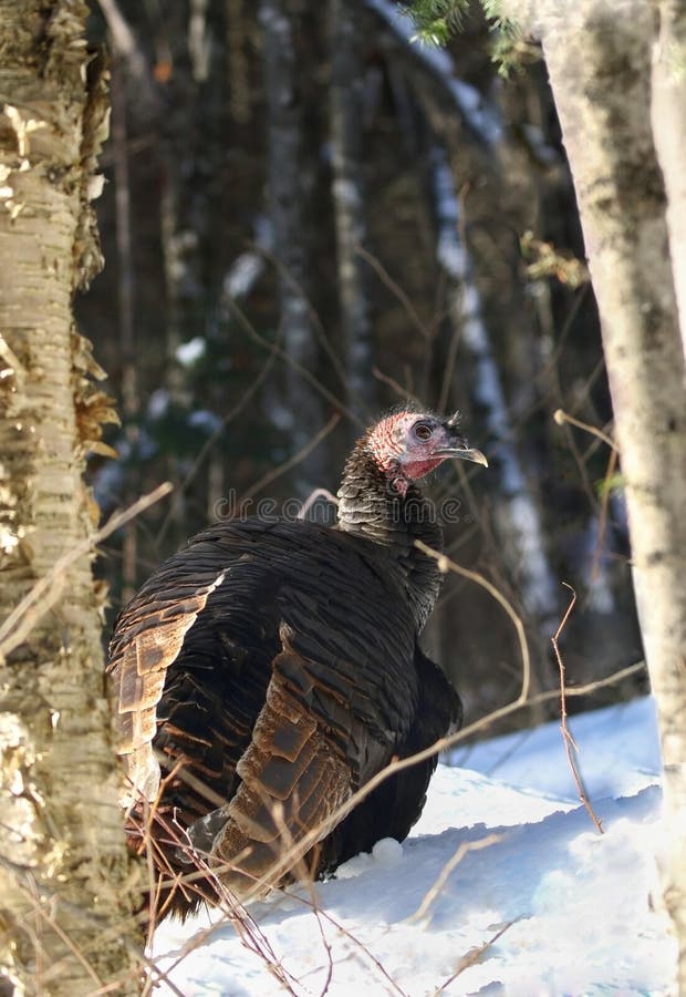 Wild turkey stock photo. Image of wildlife, bird, wild - 83187716