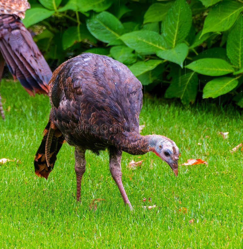 A Wild Turkey in the Garden Stock Image - Image of properties, garden ...
