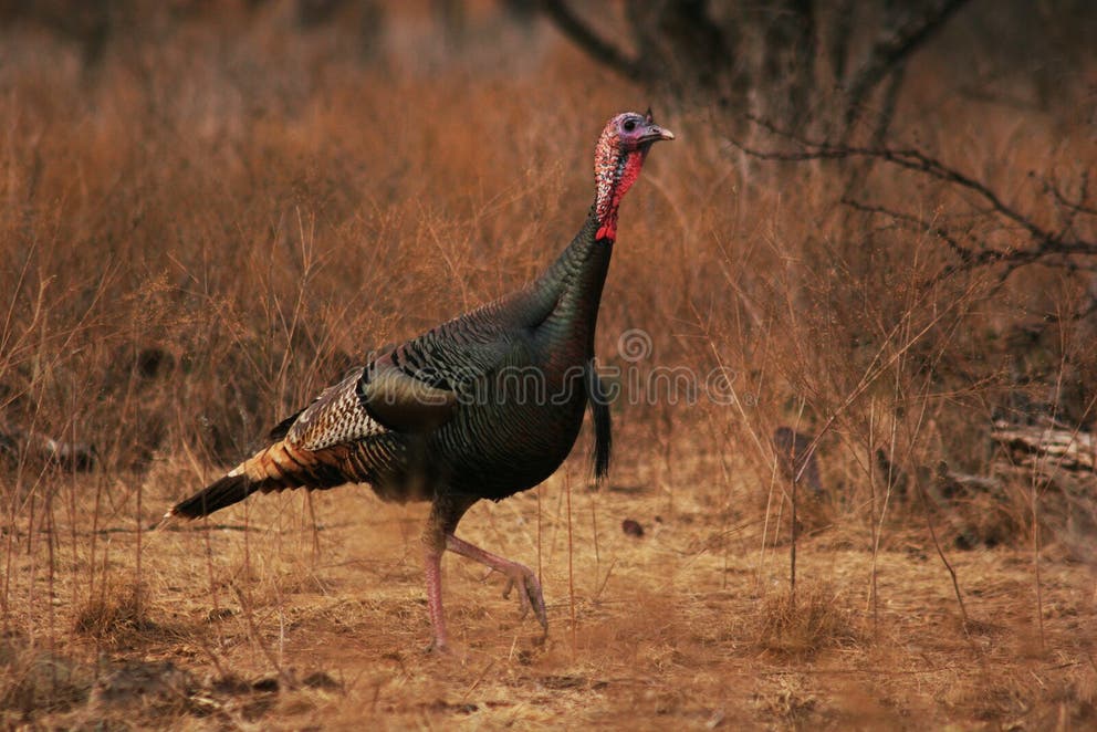 Wild Turkey Gobbler stock image. Image of thanksgiving - 3599307