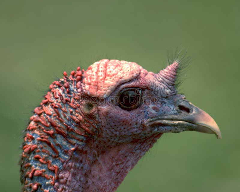 Wild Turkey Head stock photo. Image of forests, thickets - 676498