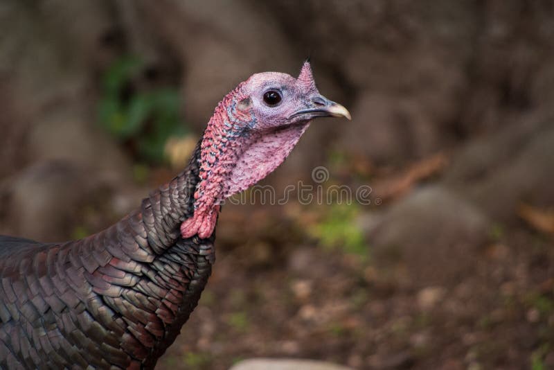 Wild turkey headshot stock photo. Image of tree, ground - 51503442