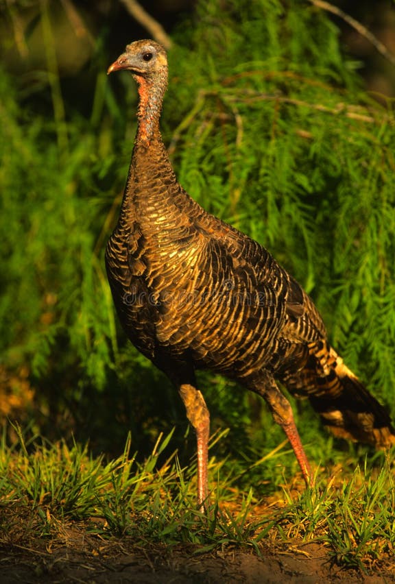 Wild Turkey Hen stock image. Image of female, wild, wildlife - 13289823
