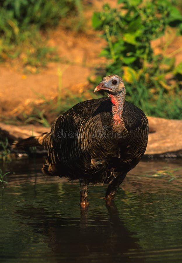 Wild Turkey Hen stock image. Image of wild, thanksgiving - 16597939