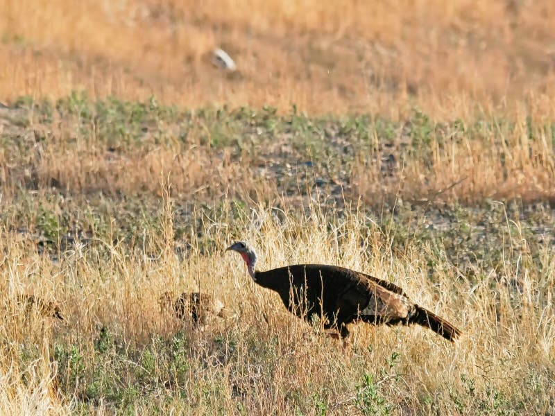 Wild Turkey Hen stock photo. Image of colorado, southern - 246772174