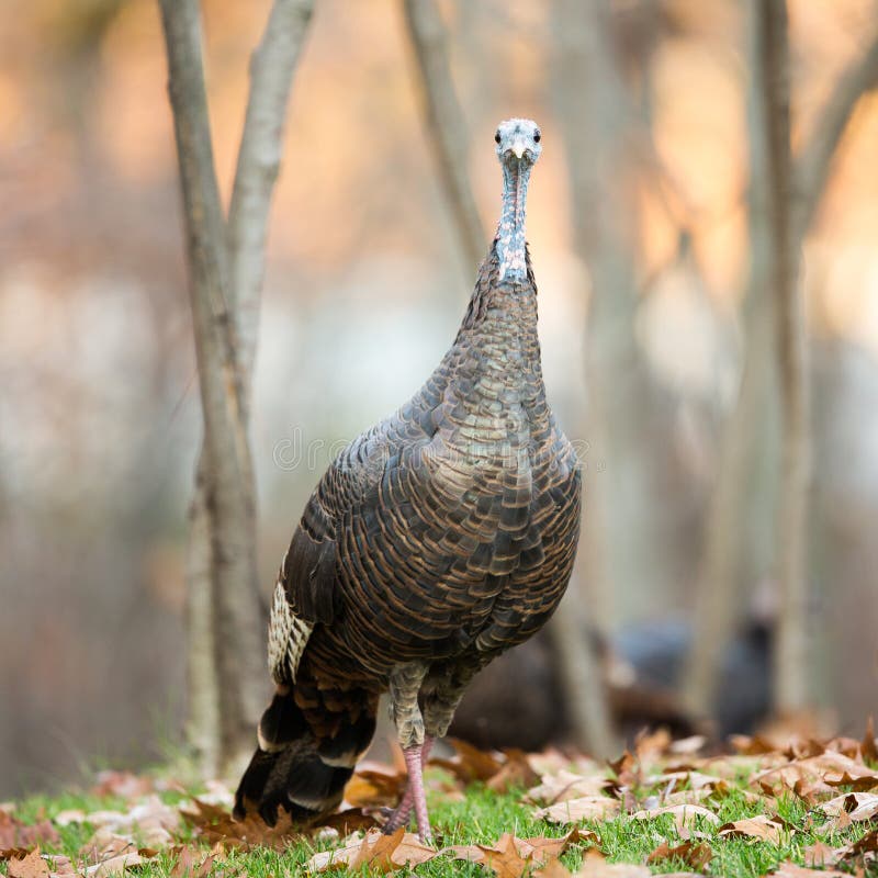 Wild Turkey Looking at Camera with a Serious Expression Stock Photo ...