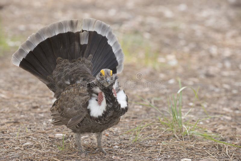 A Wild Turkey Looking at You Stock Photo - Image of nature, tail: 31662366