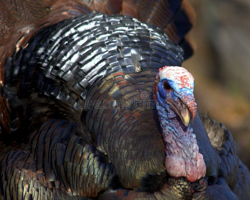18,272 Turkey Head Stock Photos - Free & Royalty-Free Stock Photos from ...