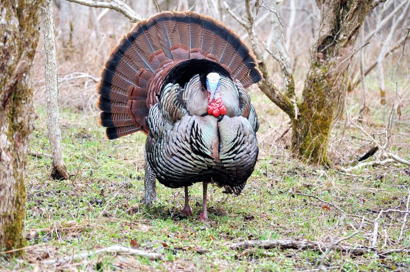 Wild Turkey (Meleagris Gallopavo) Stock Image - Image of displaying ...