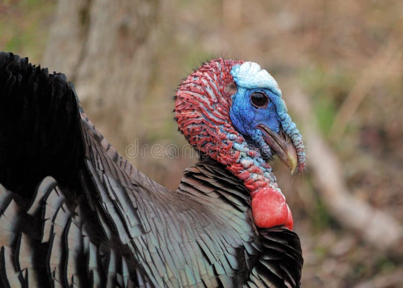 Wild Turkey (Meleagris Gallopavo) Stock Photo - Image of displaying ...