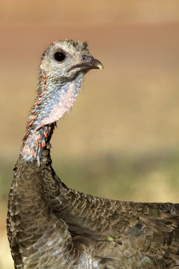 Wild Turkey, Meleagris Gallopavo Stock Image - Image of color, animal ...
