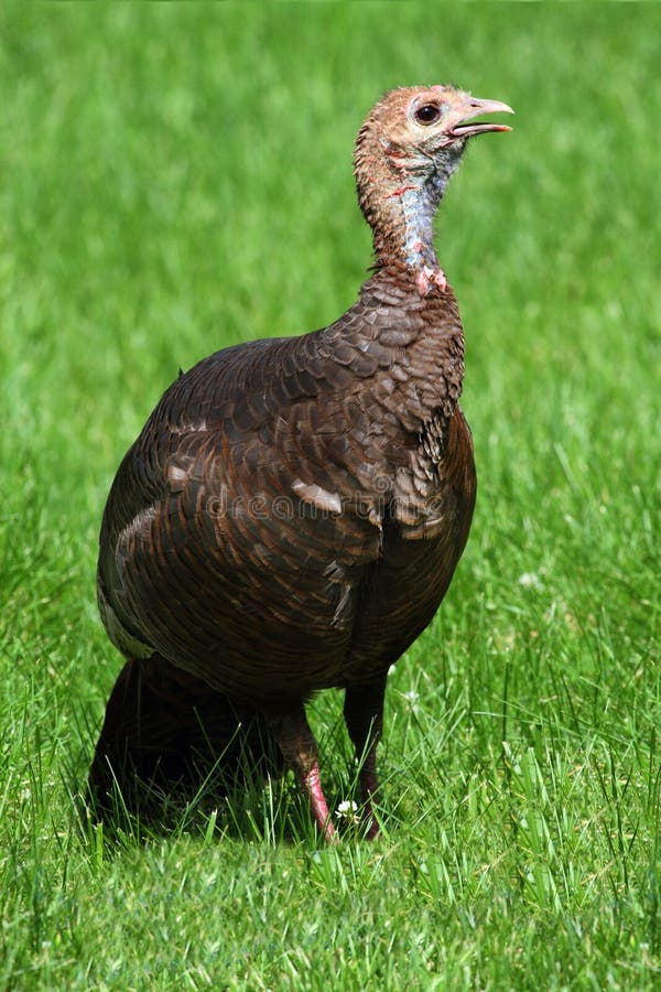 Wild Turkey Flapping Wings stock image. Image of gallopavo - 7721873