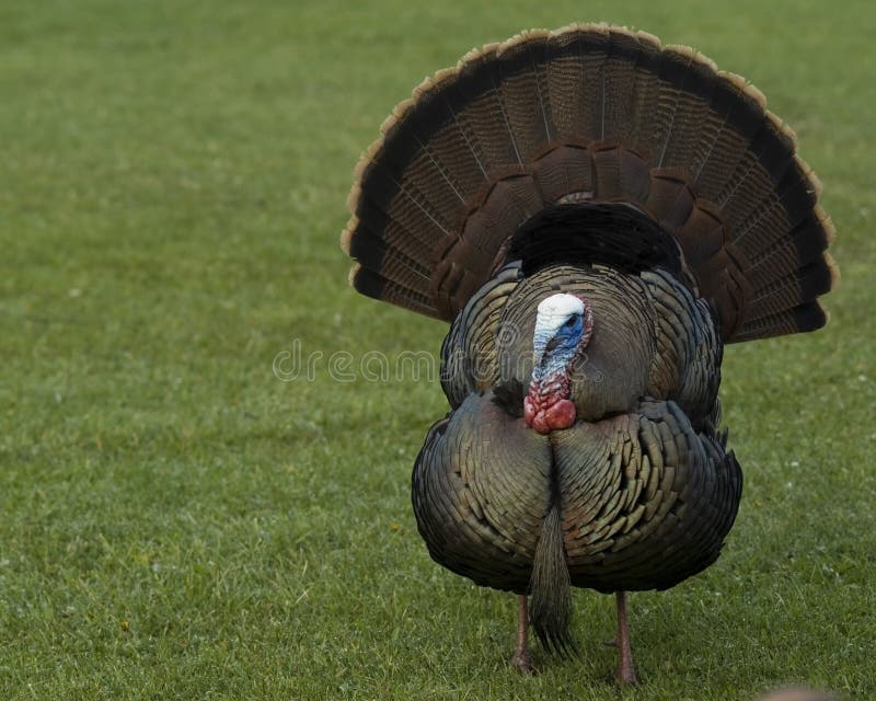 Gobbler Strut stock image. Image of turkey, wildlife, harvest - 1705063