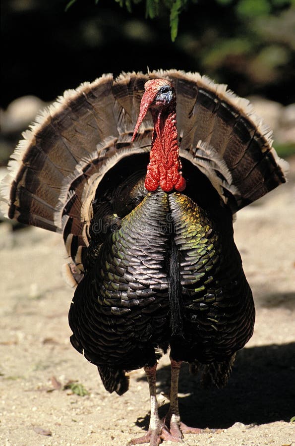 WILD TURKEY Meleagris Gallopavo, MALE SPREADING TAIL FEATHERS in ... WILD TURKEY Meleagris Gallopavo, MALE SPREADING TAIL FEATHERS in ...