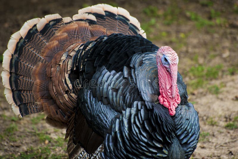 Male Tom Turkey Head stock photo. Image of agriculture - 52993342