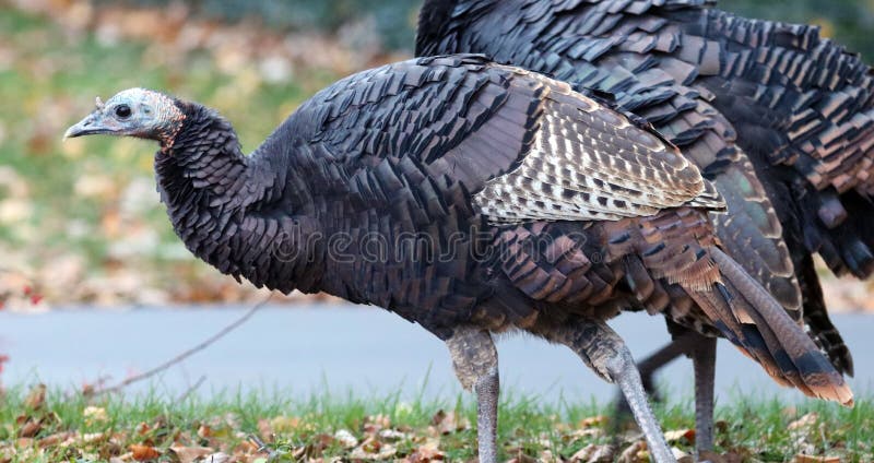 Wild Turkey in Michigan during Fall 2018 Stock Image - Image of spring ...