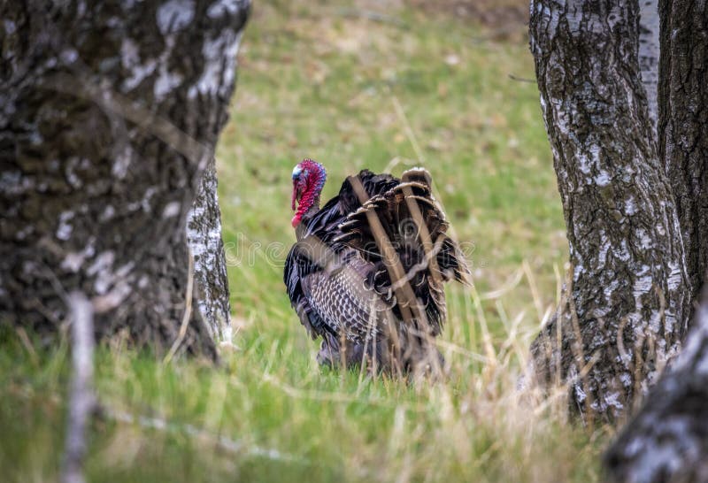 A Wild Turkey on the Outskirts of the Forest Hides between the Trees ...