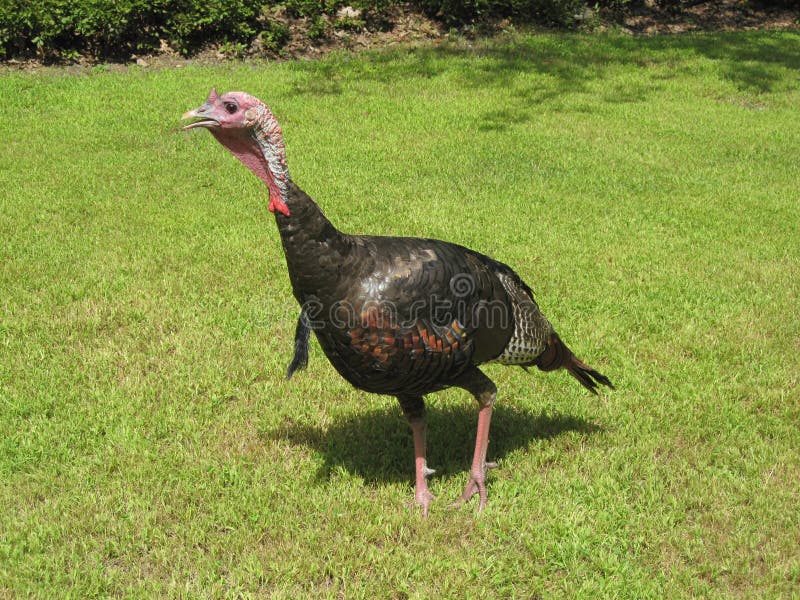 Wild Turkey stock photo. Image of foraging, nature, bird - 58473716