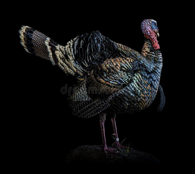 1,552 Turkey Profile Stock Photos - Free & Royalty-Free Stock Photos ...