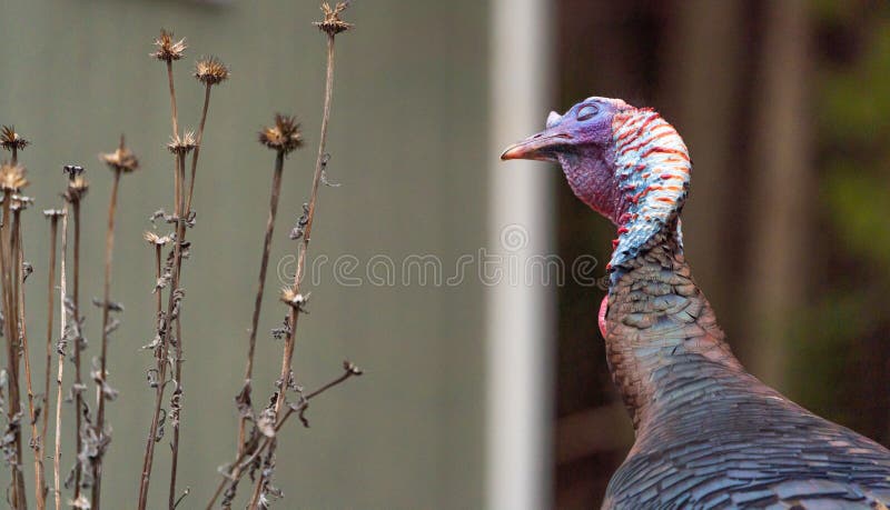 Wild Turkey Pose stock photo. Image of closed, head - 211527374