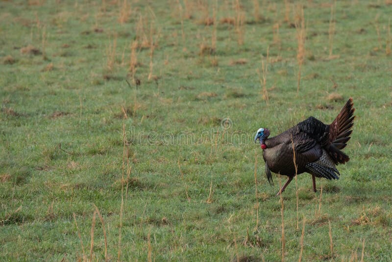 Wild Turkey on Right with Copy Space on Left Stock Photo - Image of ...