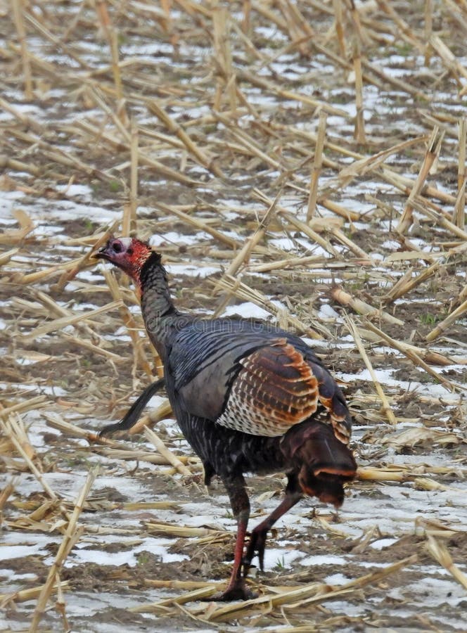Average Weight 5 2 Muscular Female Stock Photos - Free & Royalty-Free ...