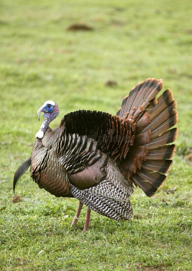 Wild Turkey Tail Feather stock photo. Image of turkey - 9798752 Wild Turkey Tail Feather stock photo. Image of turkey - 9798752