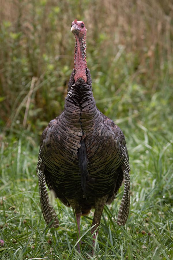 Wild turkey standing tall stock photo. Image of head - 272601406