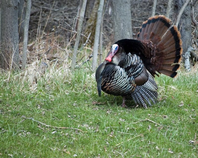 Wild Turkey Head stock photo. Image of forests, thickets - 676498