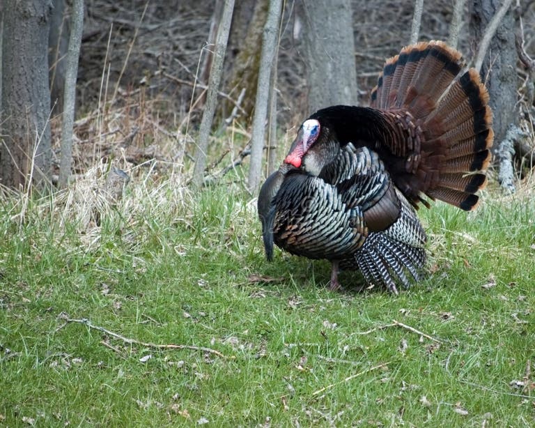 1,655 Strutting Wild Turkey Stock Photos - Free & Royalty-Free Stock ...