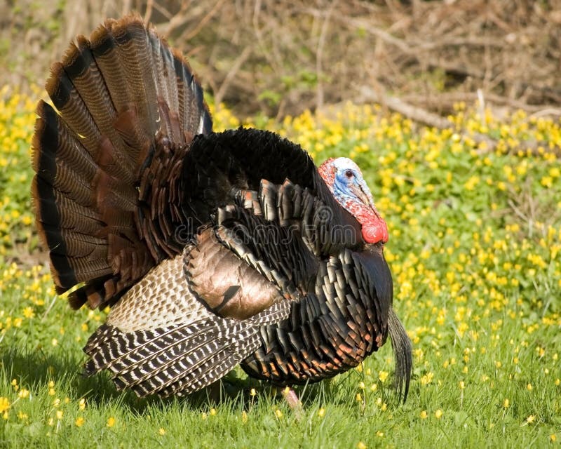 Wild Turkey Strutting stock image. Image of gobbler, thanksgiving - 9210269