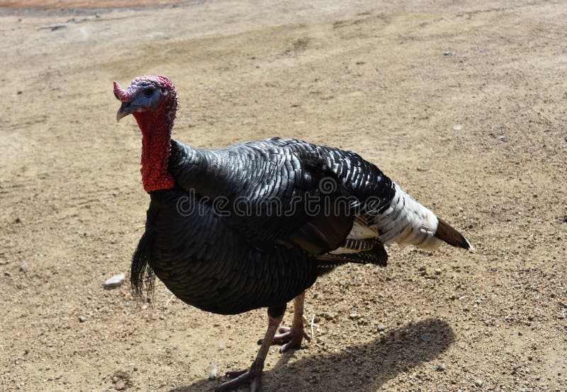 Wild Turkey Strutting His Stuff on Packed Dirt Stock Photo - Image of ...